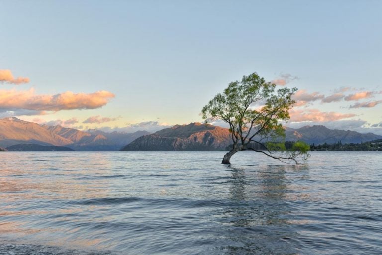 The Truth about the Wanaka Tree - What You Need to Know Before Visiting
