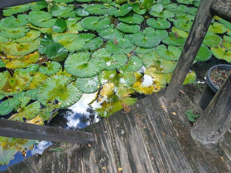 13 BEST Things to do in Nadi, Fiji (that'll make you fall in love with ...