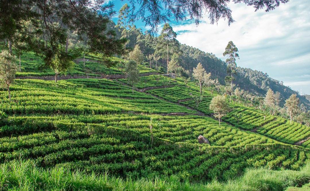 Lipton Seat, Sri Lanka - Everything you need to know before you go!