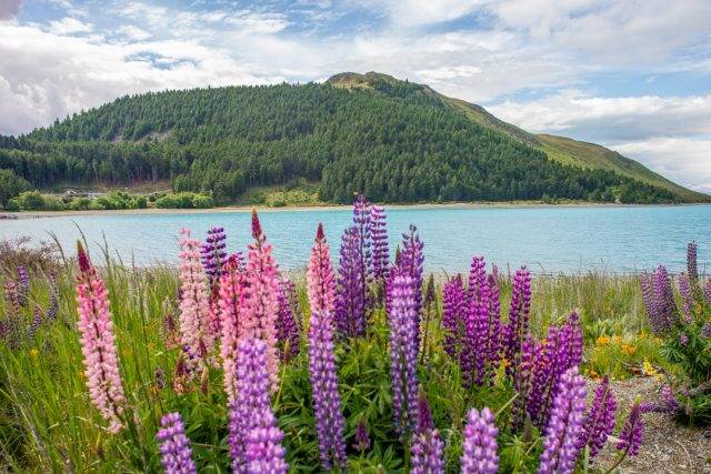 ULTIMATE Queenstown Travel Guide (2026 Essential Info!)