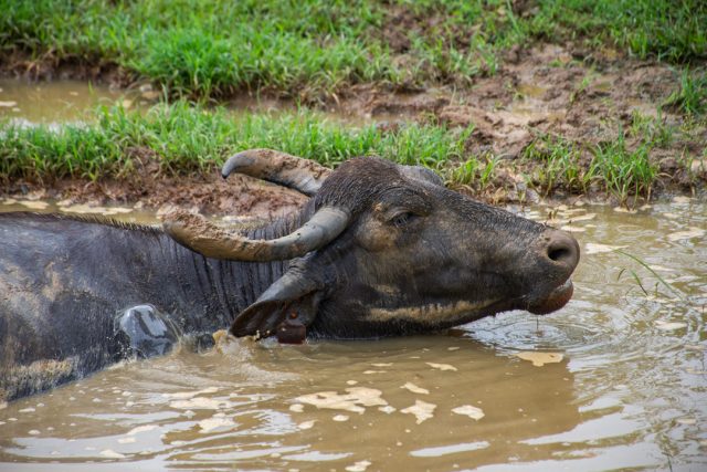 The TRUTH About Visiting Udawalawe National Park, Sri Lanka