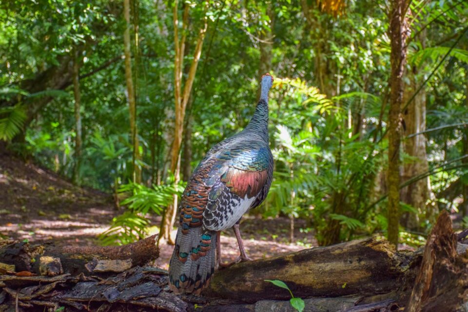 15 AMAZING Things to do in Flores, Guatemala - Destinationless Travel