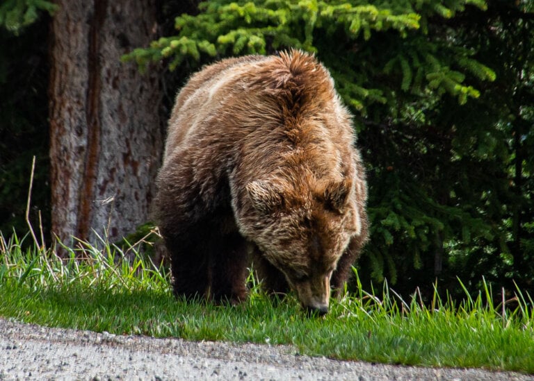 15 Must-See Animals in Banff National Park and Where to See Them!