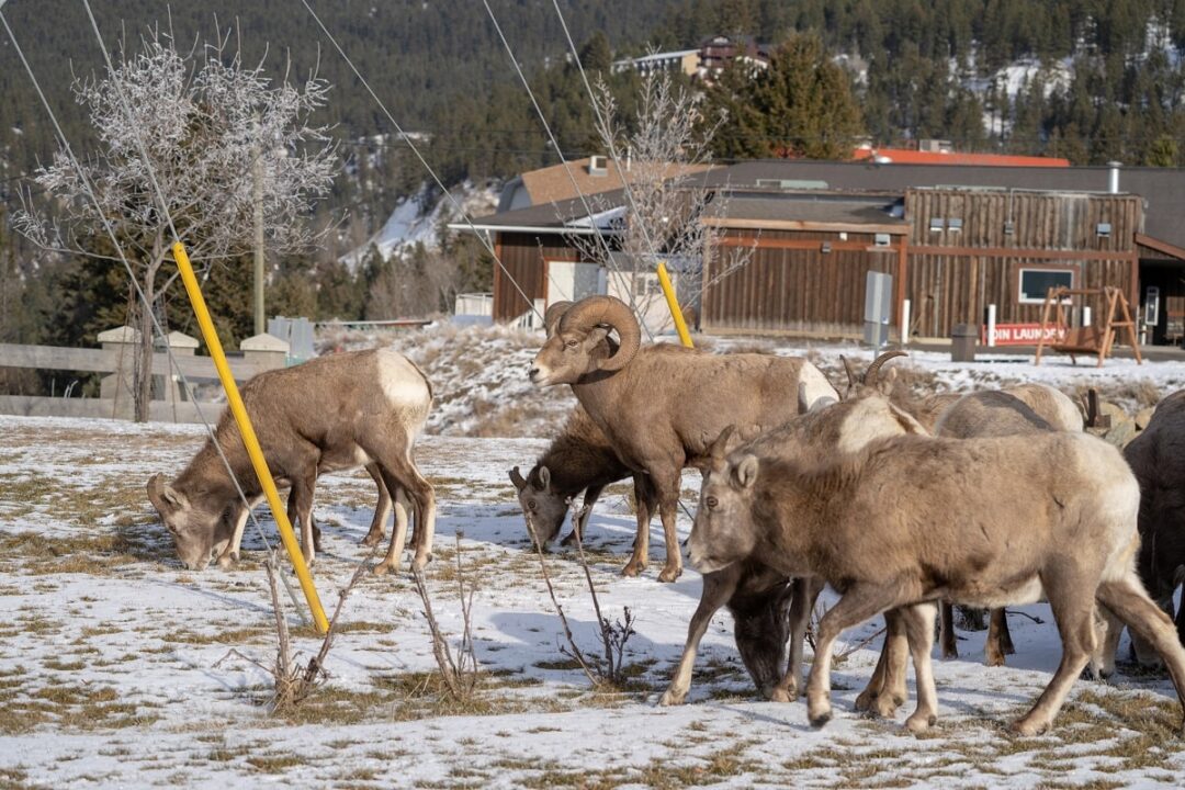 23 Awesome Things to do in Radium Hot Springs, BC