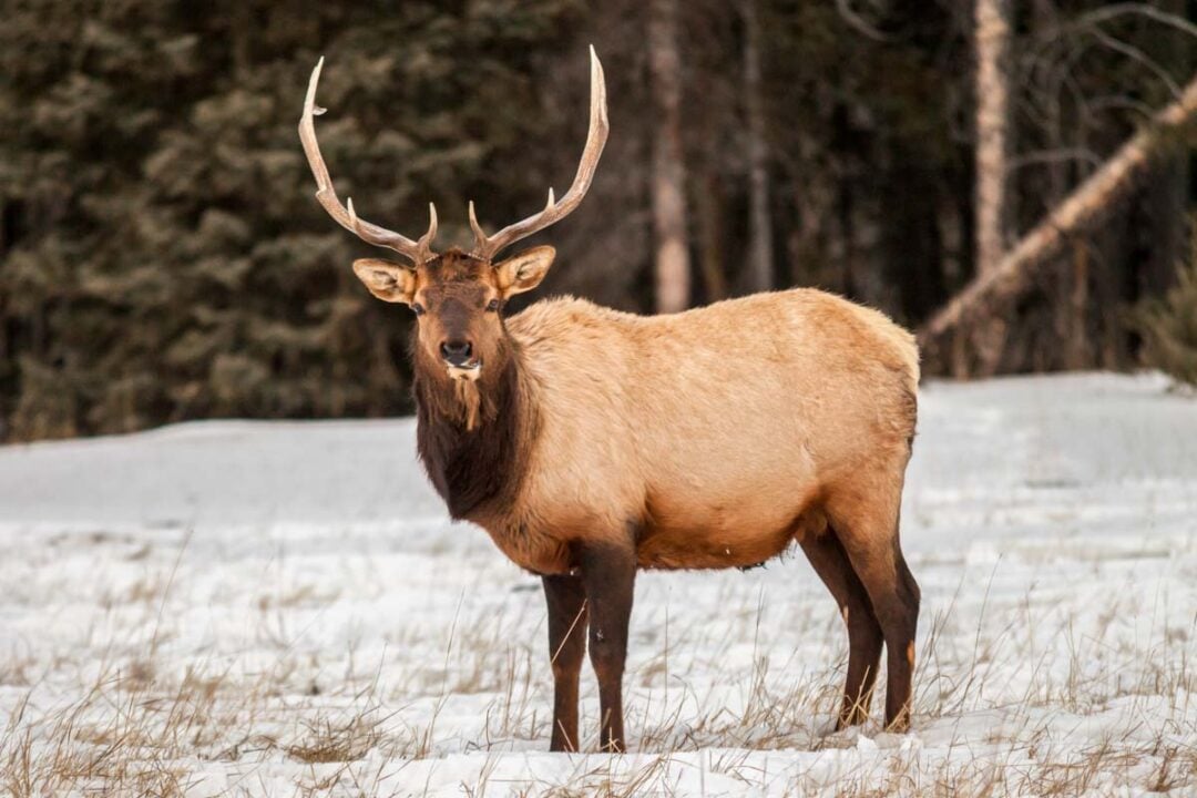 15 Must-See Animals in Banff National Park and Where to See Them!