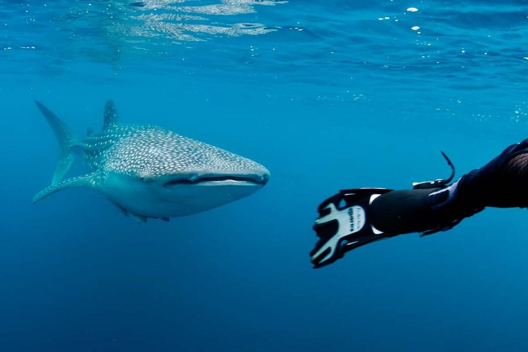 33 FUN Things to do in the Riviera Maya, Mexico - Destinationless Travel