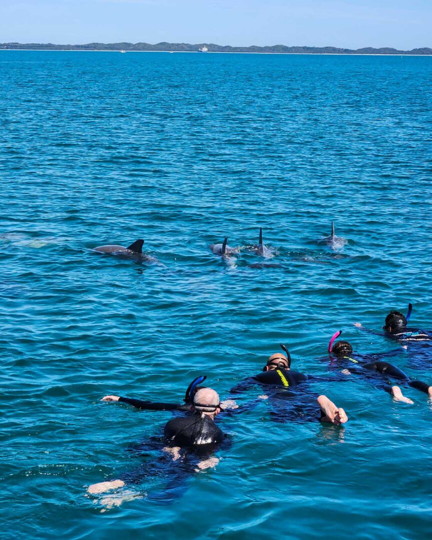 15 Things to KNOW Before Swimming with Dolphins in Perth, Australia