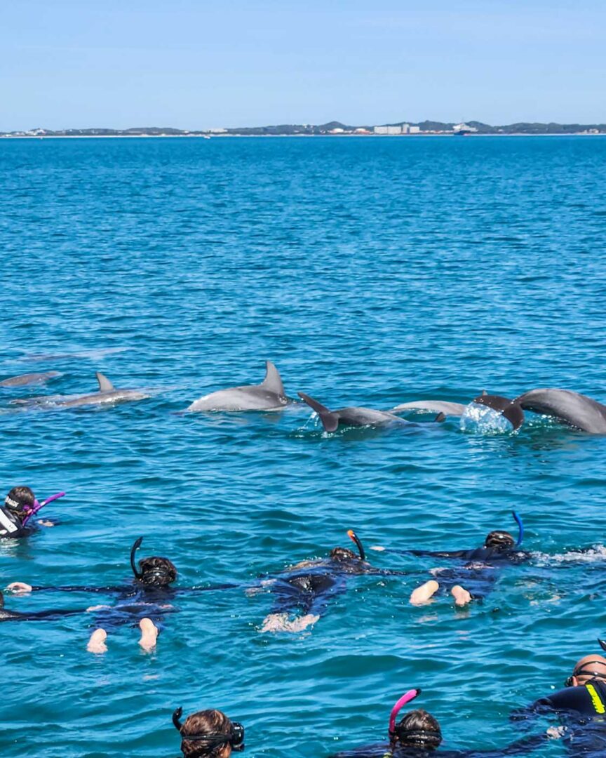 15 Things to KNOW Before Swimming with Dolphins in Perth, Australia