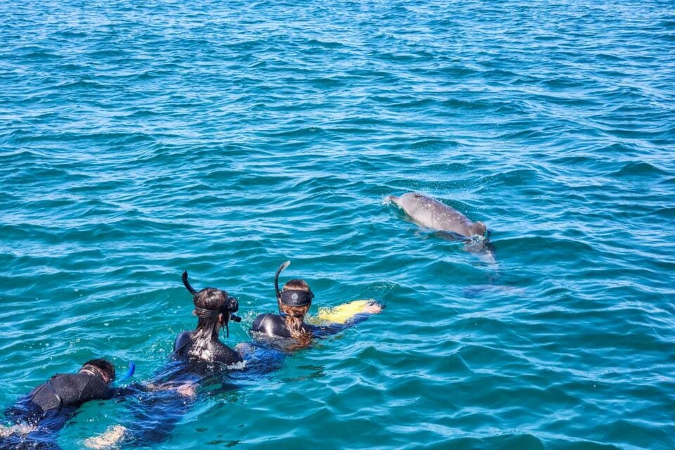 15 Things to KNOW Before Swimming with Dolphins in Perth, Australia