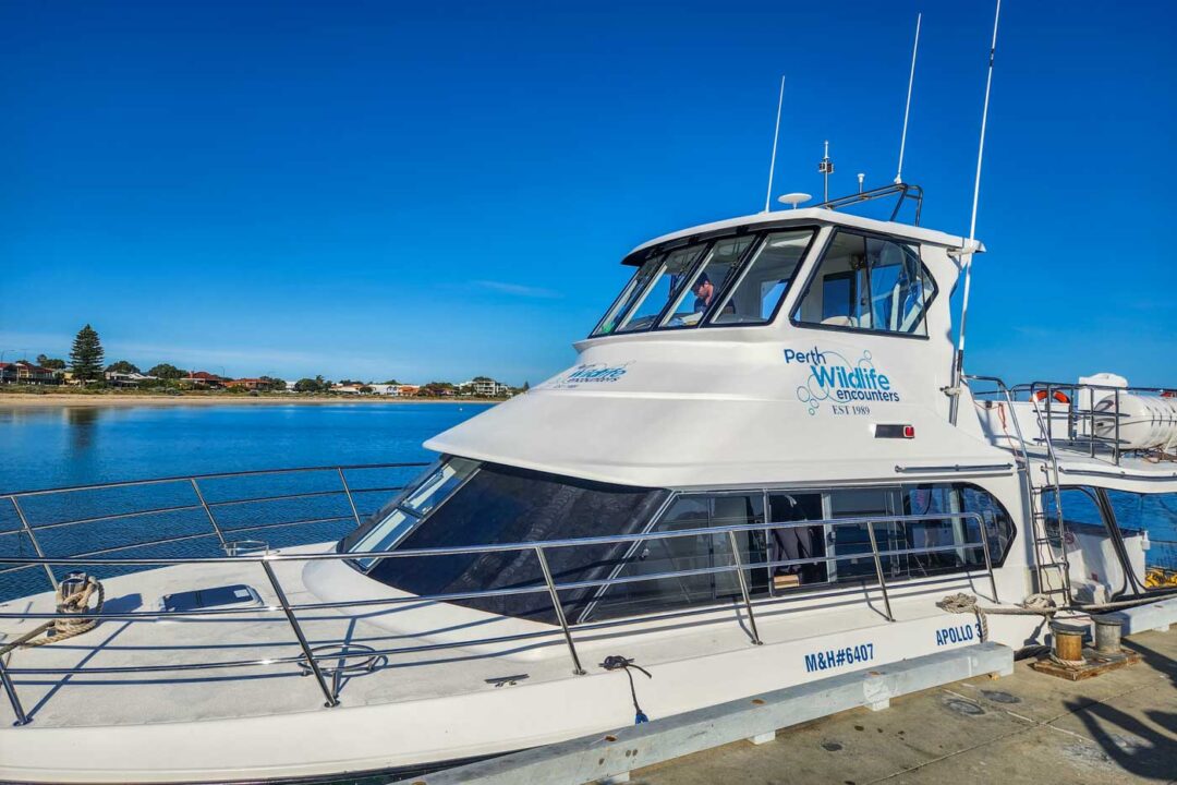 15 Things to KNOW Before Swimming with Dolphins in Perth, Australia