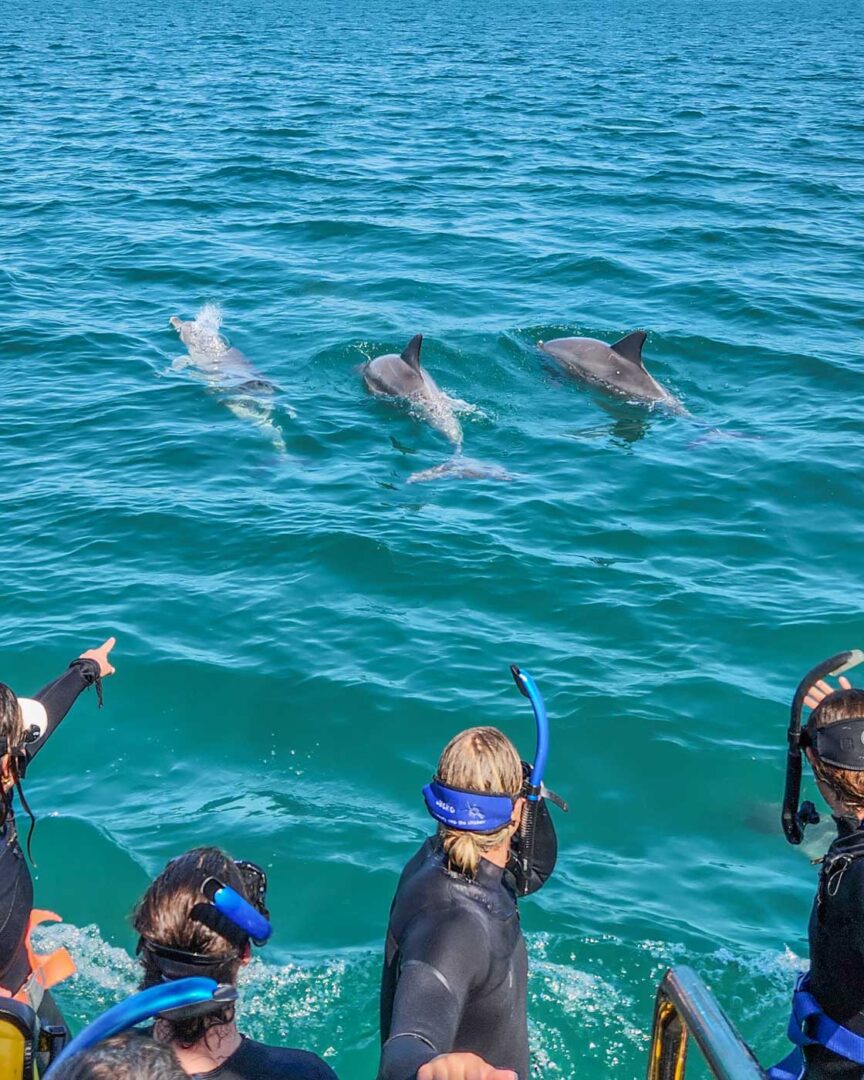 15 Things to KNOW Before Swimming with Dolphins in Perth, Australia