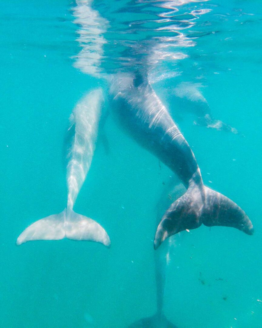 15 Things to KNOW Before Swimming with Dolphins in Perth, Australia