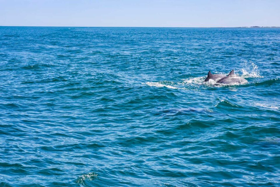 15 Things to KNOW Before Swimming with Dolphins in Perth, Australia