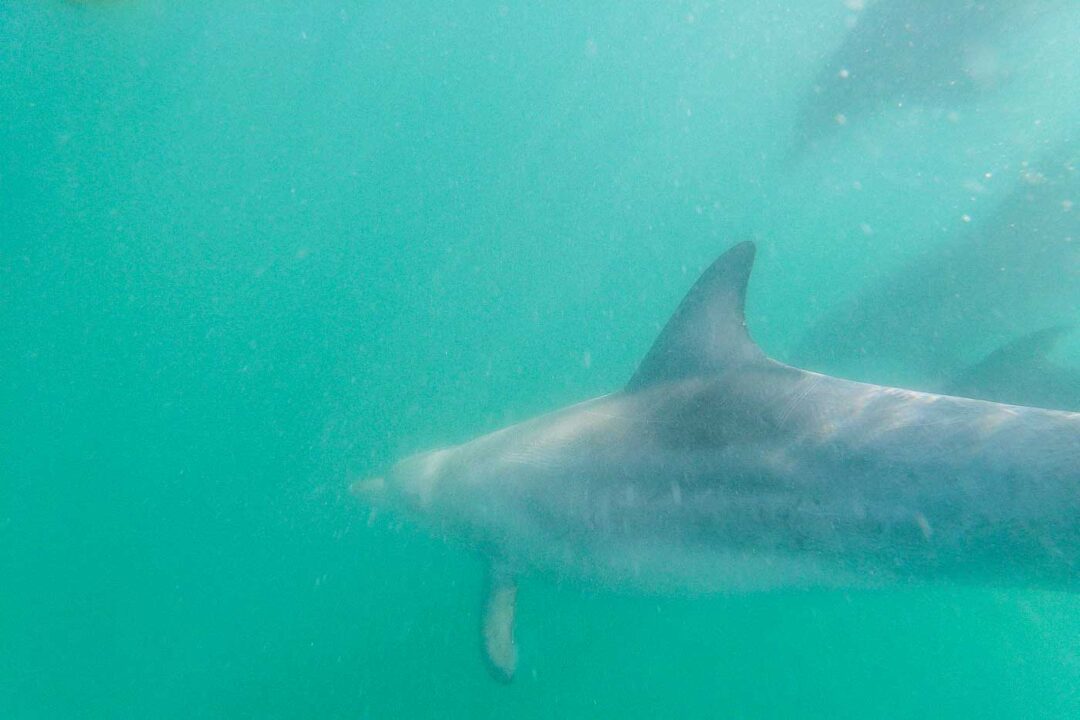 15 Things to KNOW Before Swimming with Dolphins in Perth, Australia
