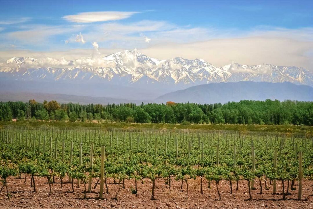 8 BEST Mendoza Wine Tours for First Timers (2025!) - Destinationless Travel
