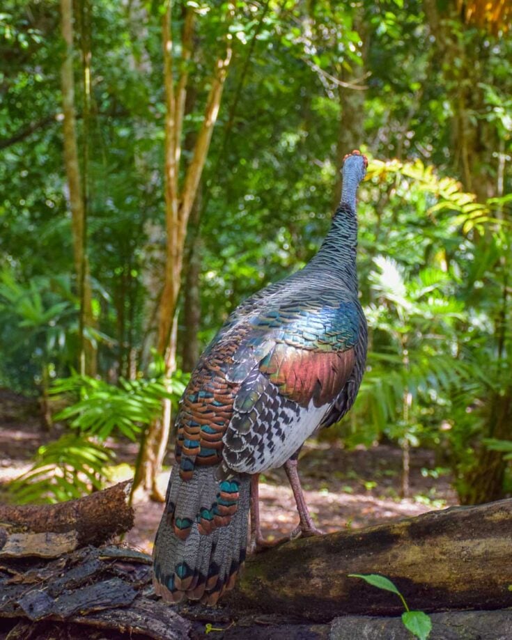 12 Things to KNOW Before Visiting Tikal, Guatemala