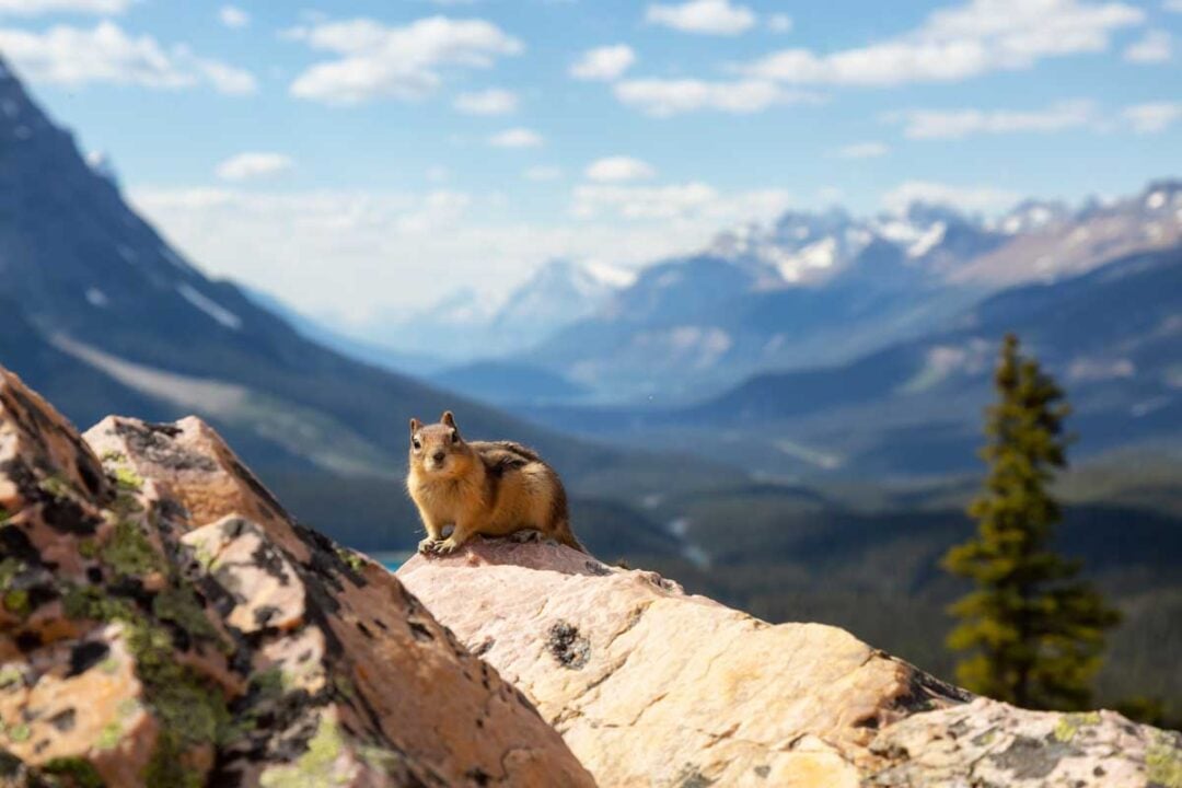 15 Must-See Animals in Banff National Park and Where to See Them!
