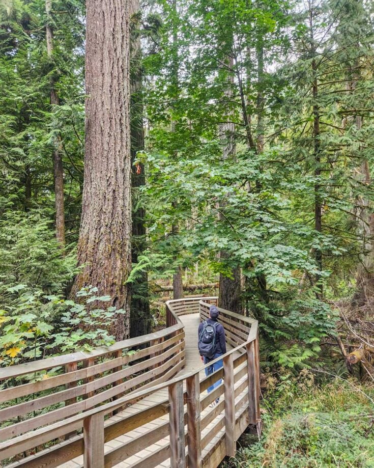 13 Things to KNOW Before Visiting Cathedral Grove, Vancouver Island