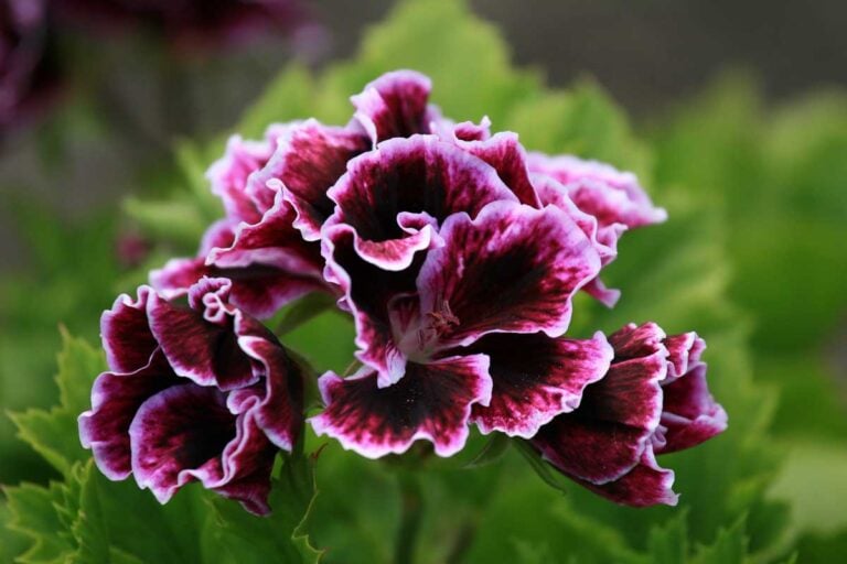 11 Absolute BEST Tours in Victoria (that you don’t want to miss!)