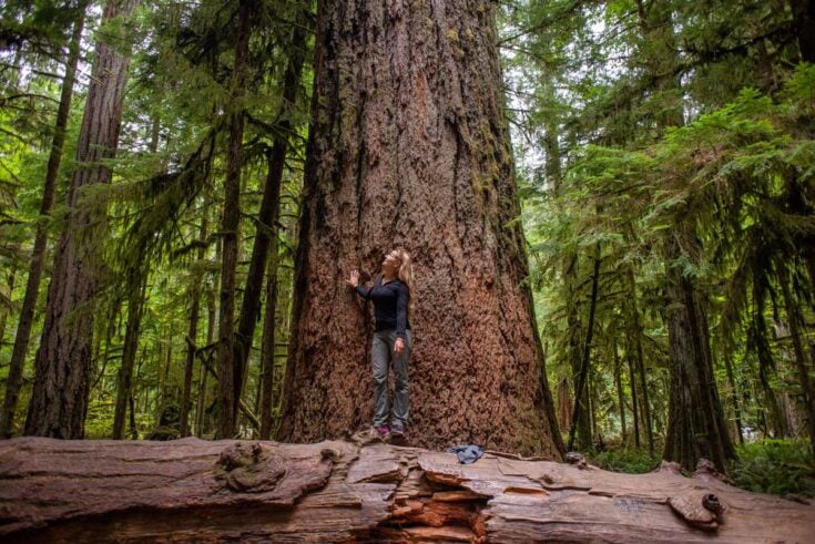 13 Things to KNOW Before Visiting Cathedral Grove, Vancouver Island