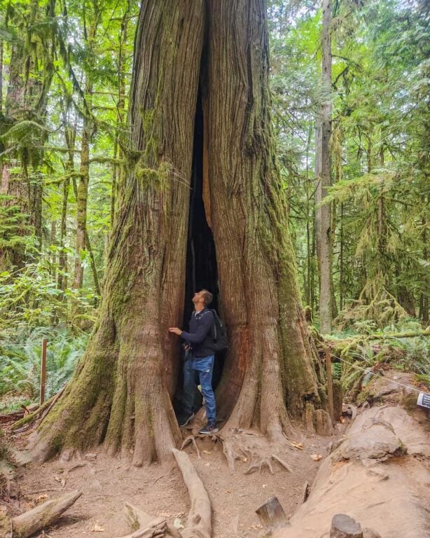 13 Things to KNOW Before Visiting Cathedral Grove, Vancouver Island