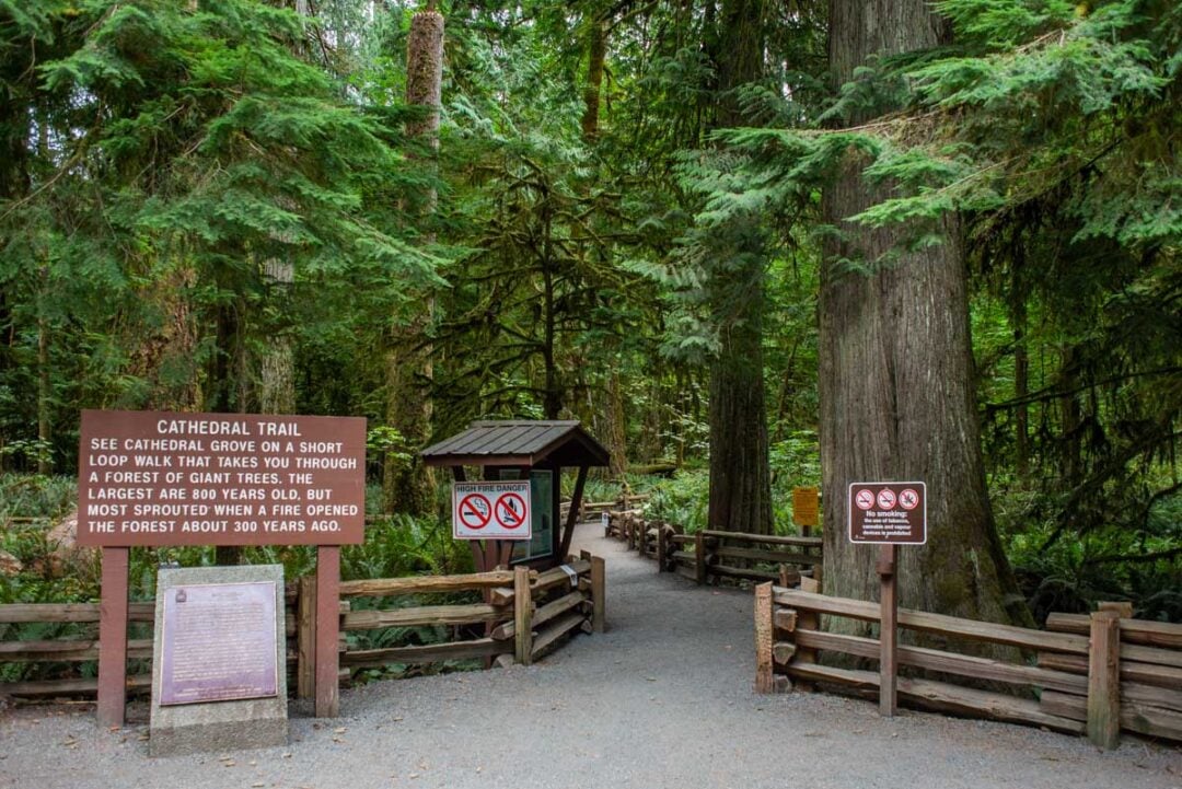 13 Things to KNOW Before Visiting Cathedral Grove, Vancouver Island