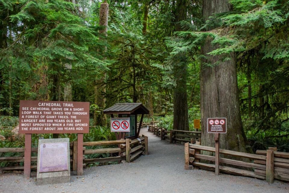 13 Things to KNOW Before Visiting Cathedral Grove, Vancouver Island