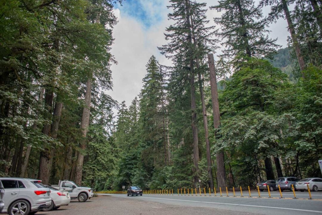 13 Things to KNOW Before Visiting Cathedral Grove, Vancouver Island