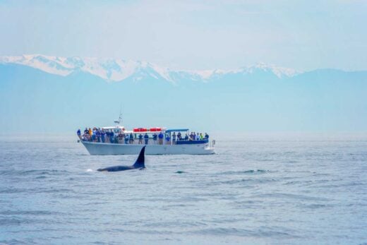 10 Things to KNOW about Whale Watching in Victoria +the BEST Tours