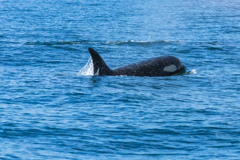 10 Things to KNOW about Whale Watching in Victoria +the BEST Tours