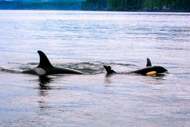 10 Things to KNOW about Whale Watching in Victoria +the BEST Tours