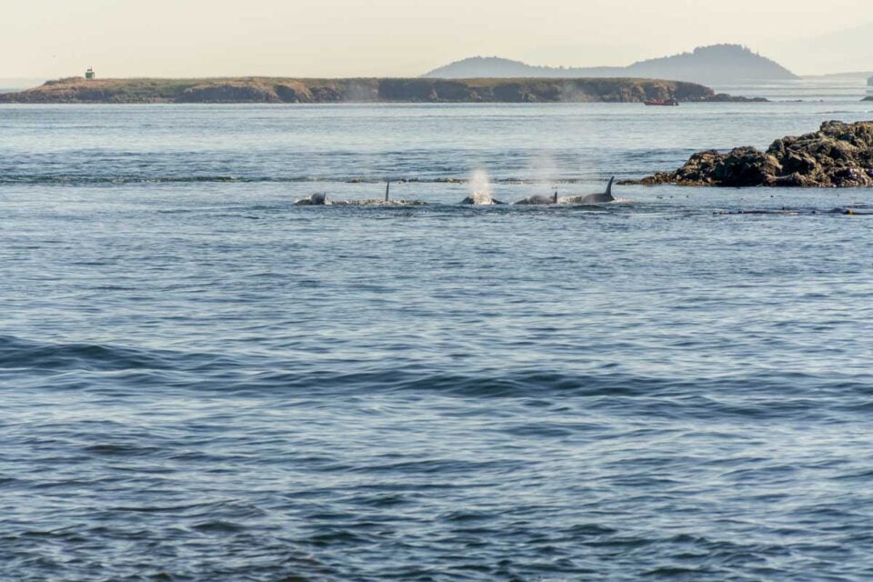 10 Things to KNOW about Whale Watching in Victoria +the BEST Tours