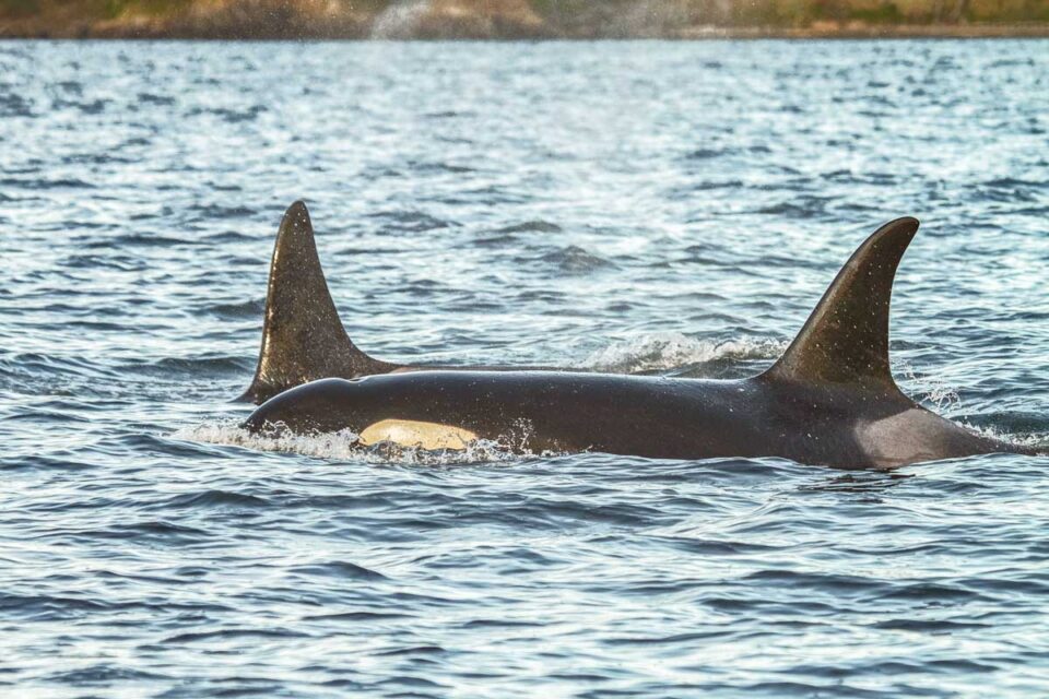 10 Things to KNOW about Whale Watching in Victoria +the BEST Tours
