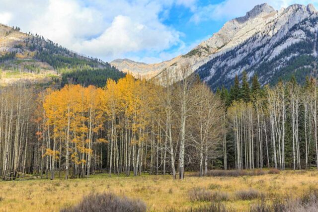 15 Things to KNOW Before Driving the Bow Valley Parkway +BEST Stops