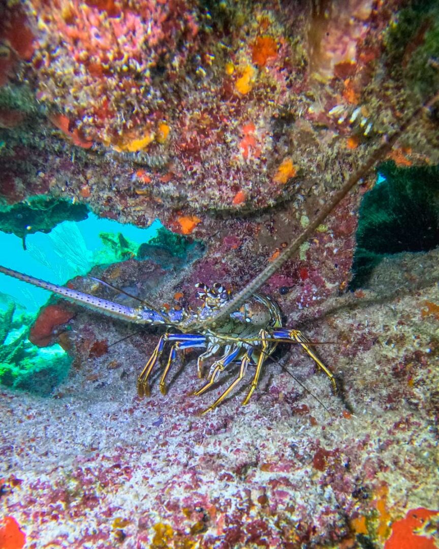 10 Things to KNOW Before Going Scuba Diving in Rio de Janeiro, Brazil
