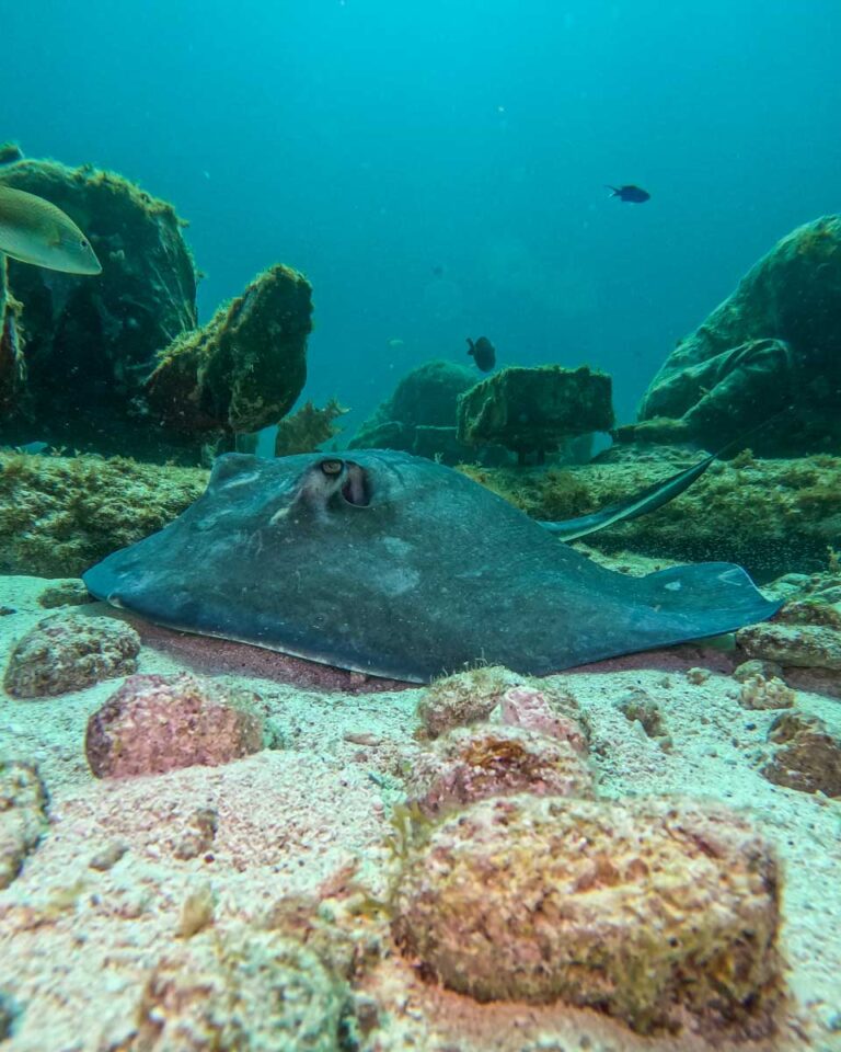 12 Things to KNOW Before Going Scuba Diving in Cancun