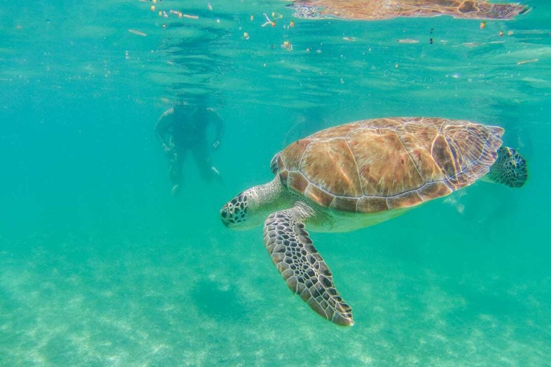 Swim with Turtles at Akumal Beach Review: Is it Really Worth it?