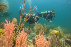 10 Things to KNOW Before Going Scuba Diving in Rio de Janeiro, Brazil