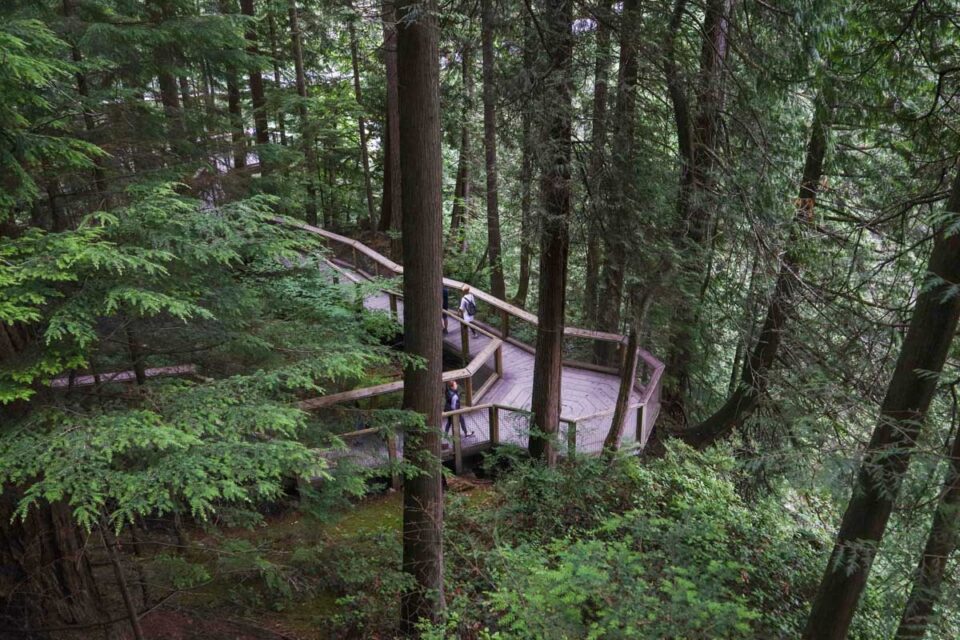 Capilano Suspension Bridge Review - Is it Worth it? - Destinationless ...