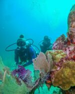 10 Things to KNOW Before Going Scuba Diving in Rio de Janeiro, Brazil