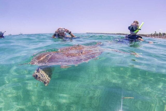 Swim with Turtles at Akumal Beach Review: Is it Really Worth it?