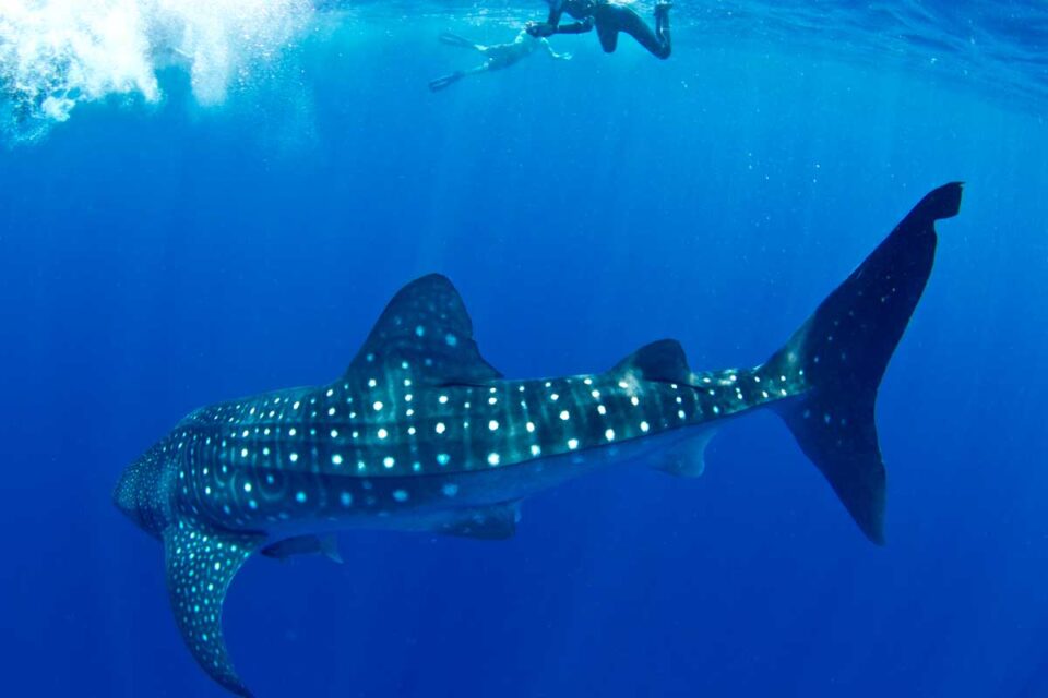 15 Things to KNOW Before Swimming with Whale Sharks in Isla Mujeres