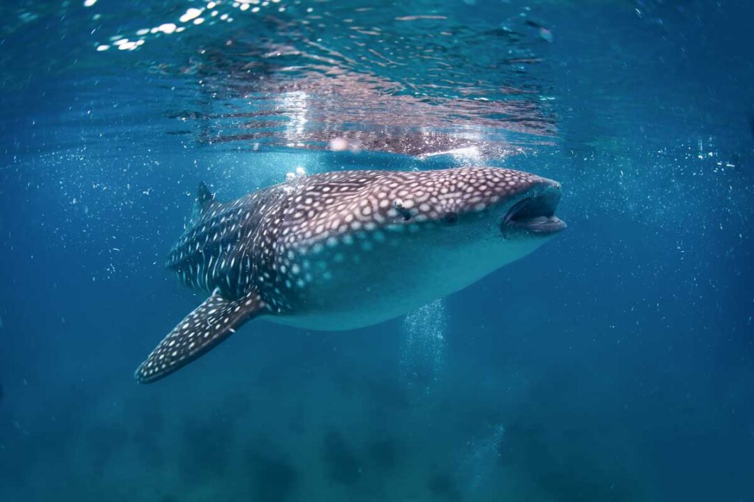 12 Things to KNOW Before Going Snorkeling in Isla Mujeres, Mexico