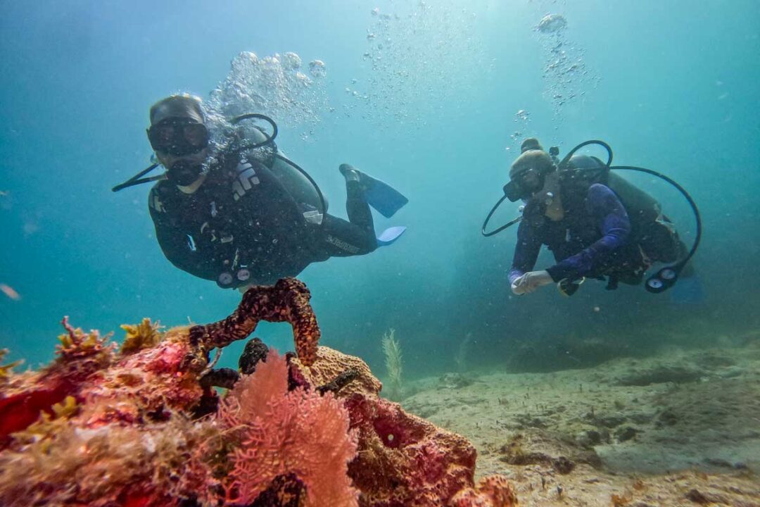 12 Things to KNOW Before Going Scuba Diving in Tulum - Destinationless ...