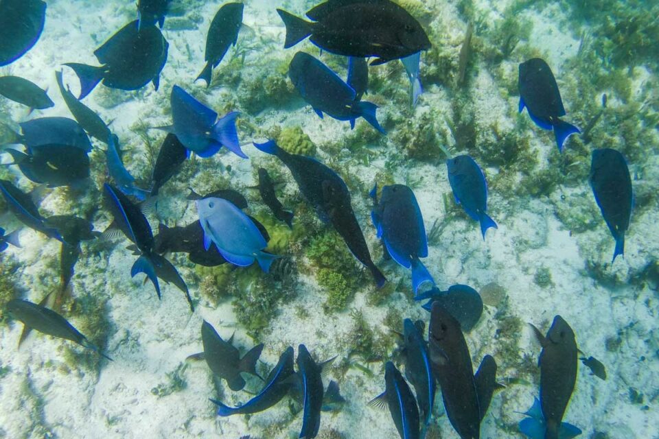 12 Things to KNOW Before Going Snorkeling in Playa del Carmen, Mexico