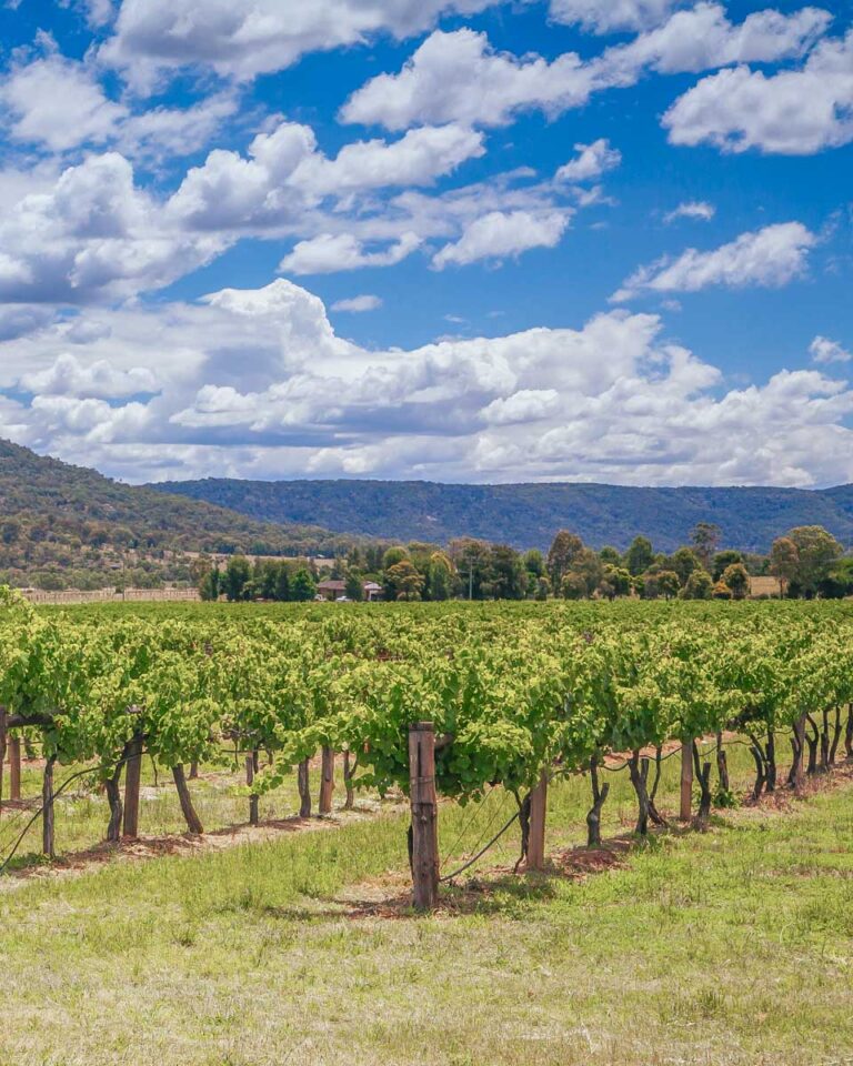 5 BEST Hunter Valley Wine Tours from Sydney - Destinationless Travel