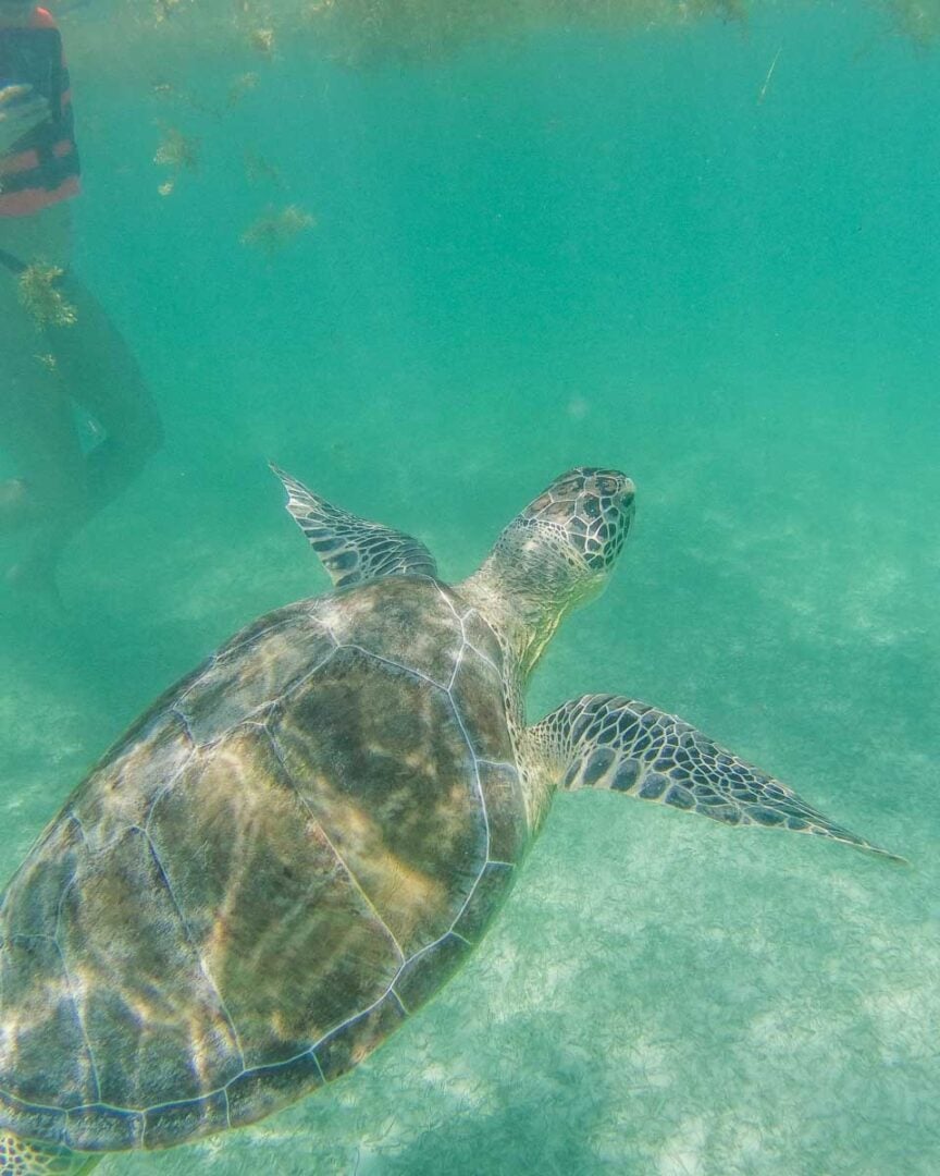 Swim with Turtles at Akumal Beach Review: Is it Really Worth it?