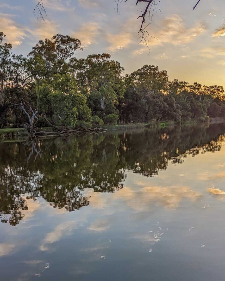 8 Things to Know BEFORE Booking a Swan Valley Wine Tour in Perth