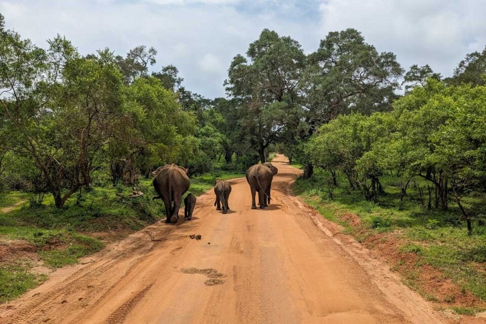 12 Things to Know BEFORE Visiting Yala National Park, Sri Lanka