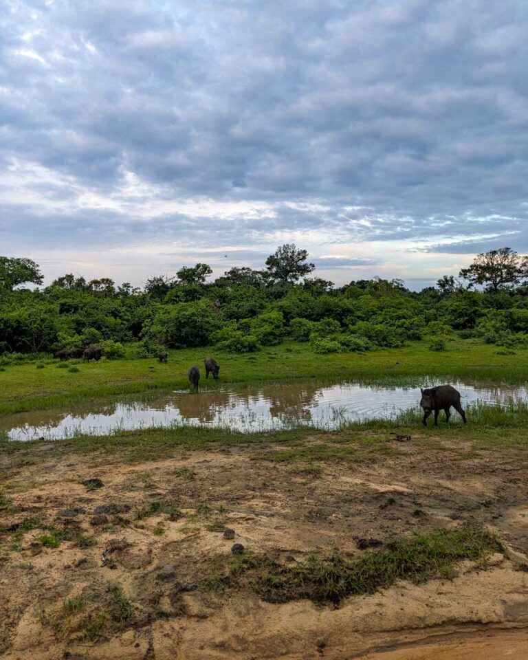 12 Things to Know BEFORE Visiting Yala National Park, Sri Lanka